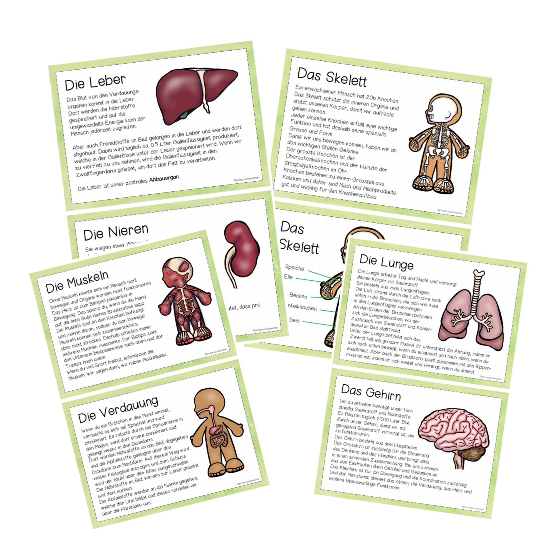 Körper - Infokarten - Primarschuleulchen